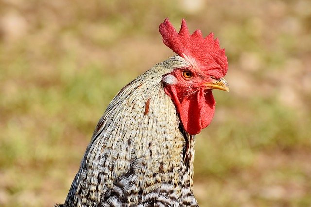 Poultry Production, Chad - TerraVerde Agriculture