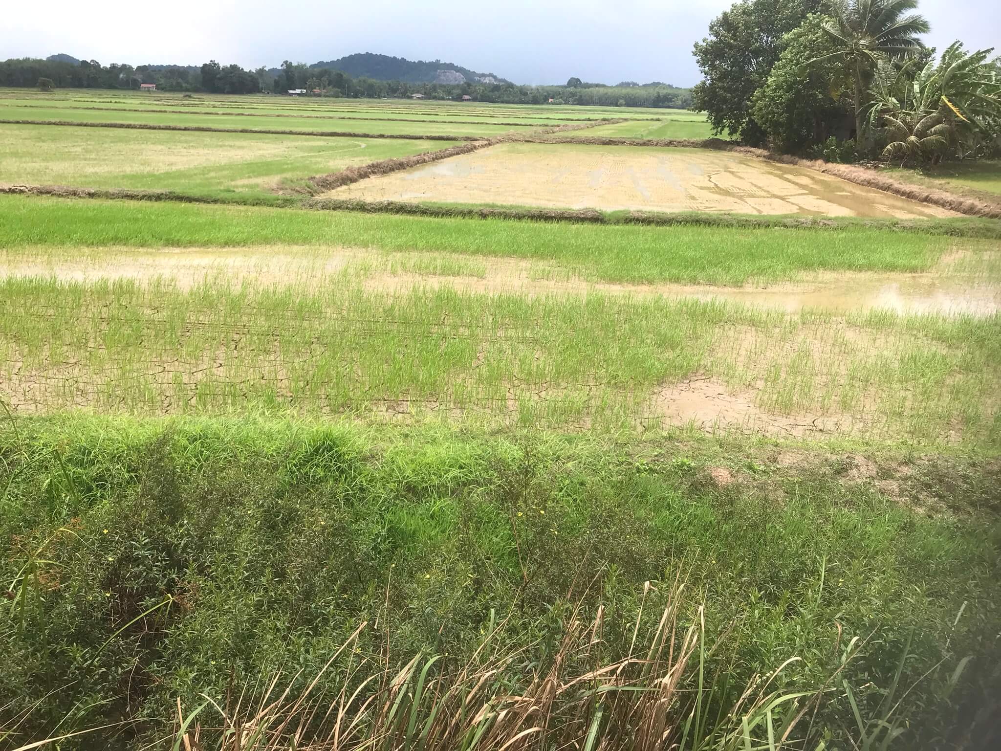 Rice Production Development in Malasia - TerraVerde Agriculture